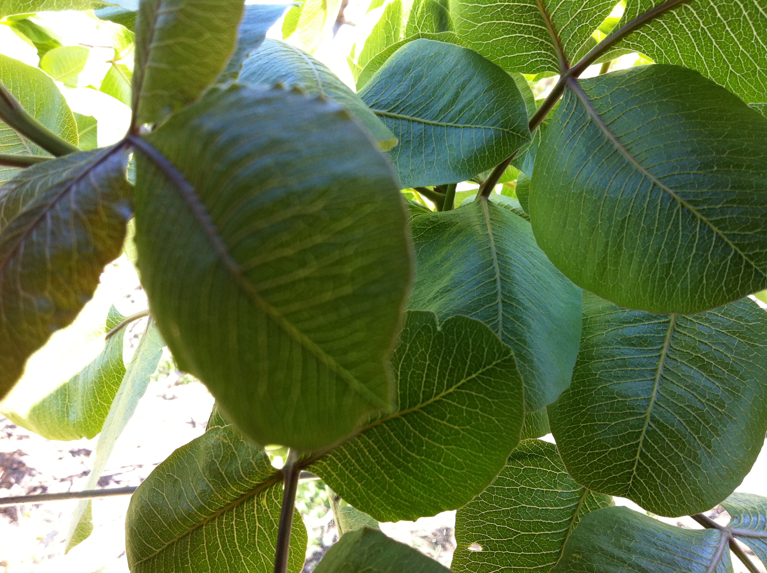 Pistacchio di Bronte | UN BREVE CENNO STORICO